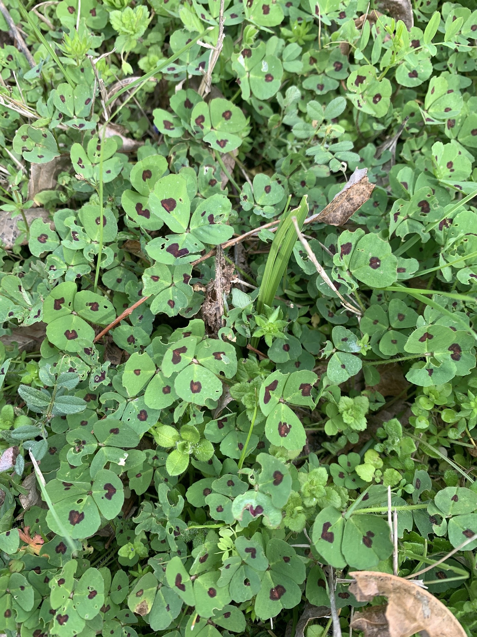Fort Worth Botanic Garden | Will the real four-leaf clover please stand ...