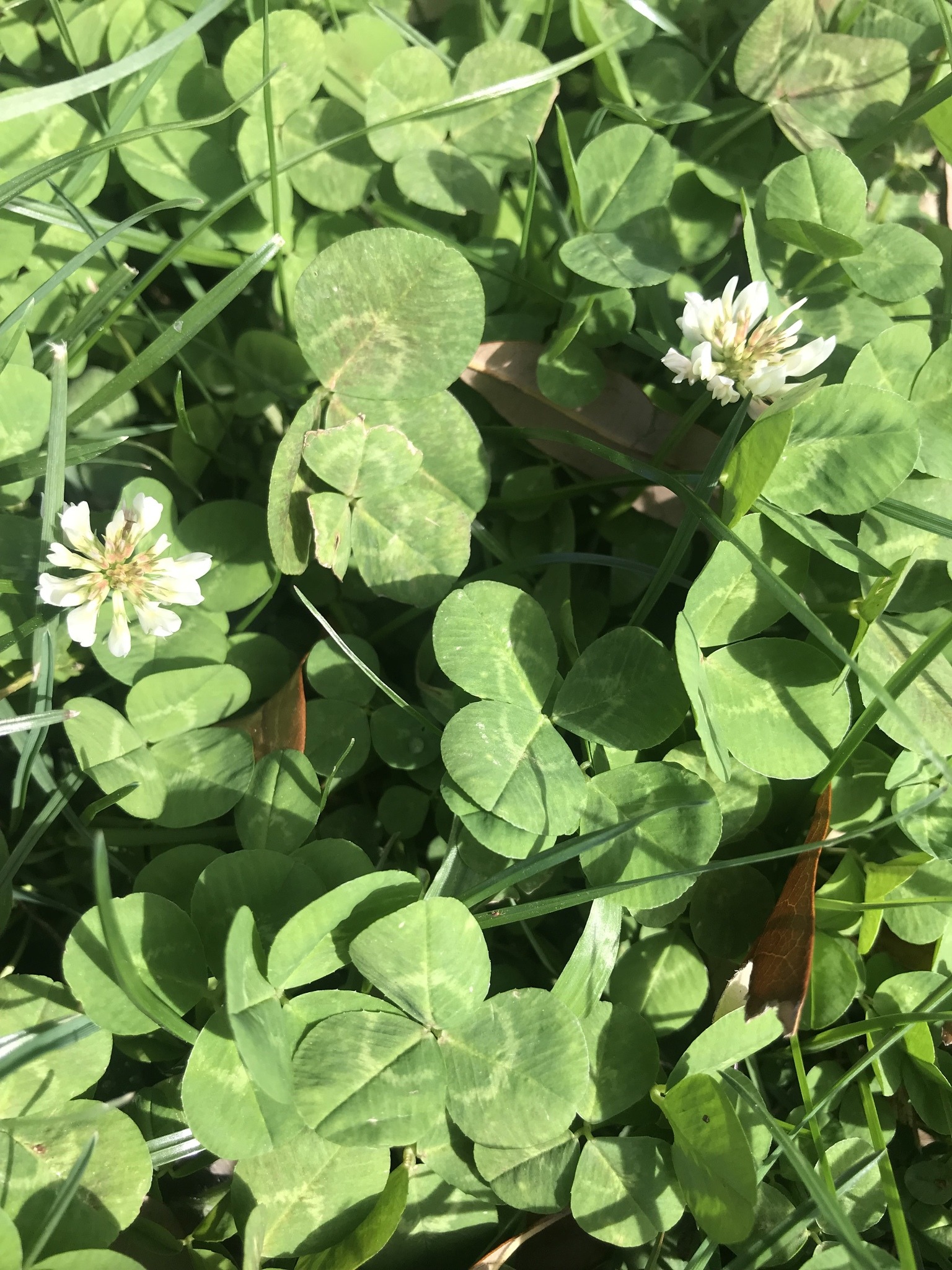 Fort Worth Botanic Garden | Will the real four-leaf clover please stand ...