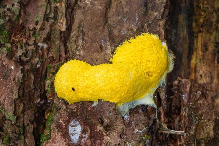 Fort Worth Botanic Garden | The mysteries of Myxomycetes: Six ...