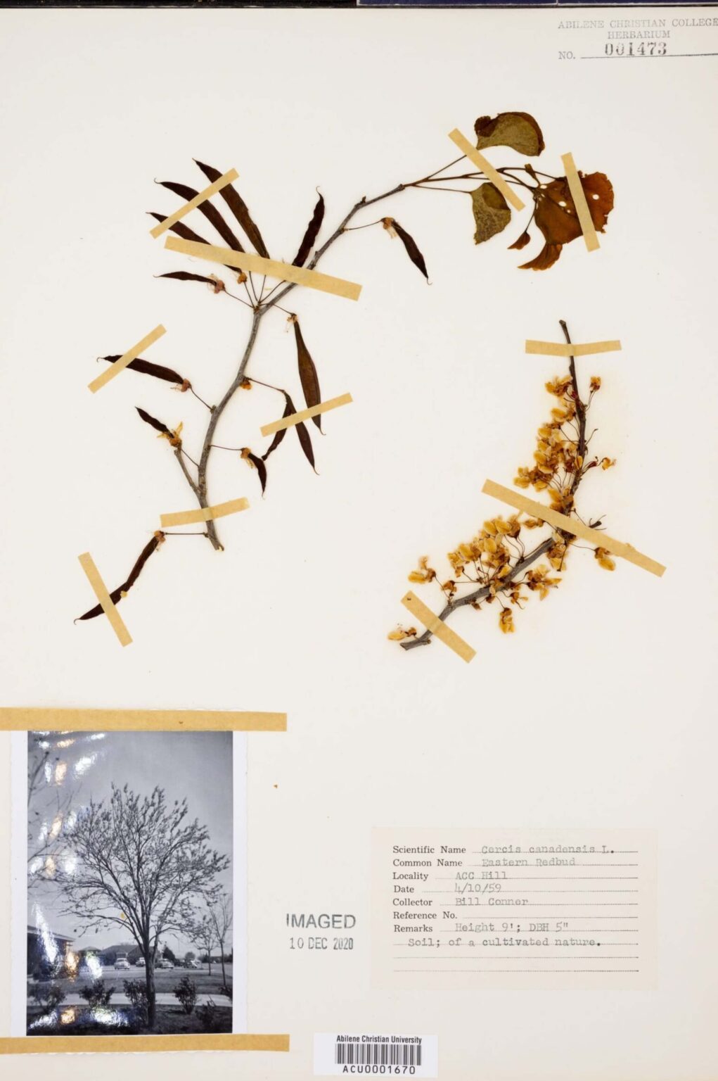 Texas Oklahoma Regional Consortia of Herbaria (TORCH) NSF TCN Project ...