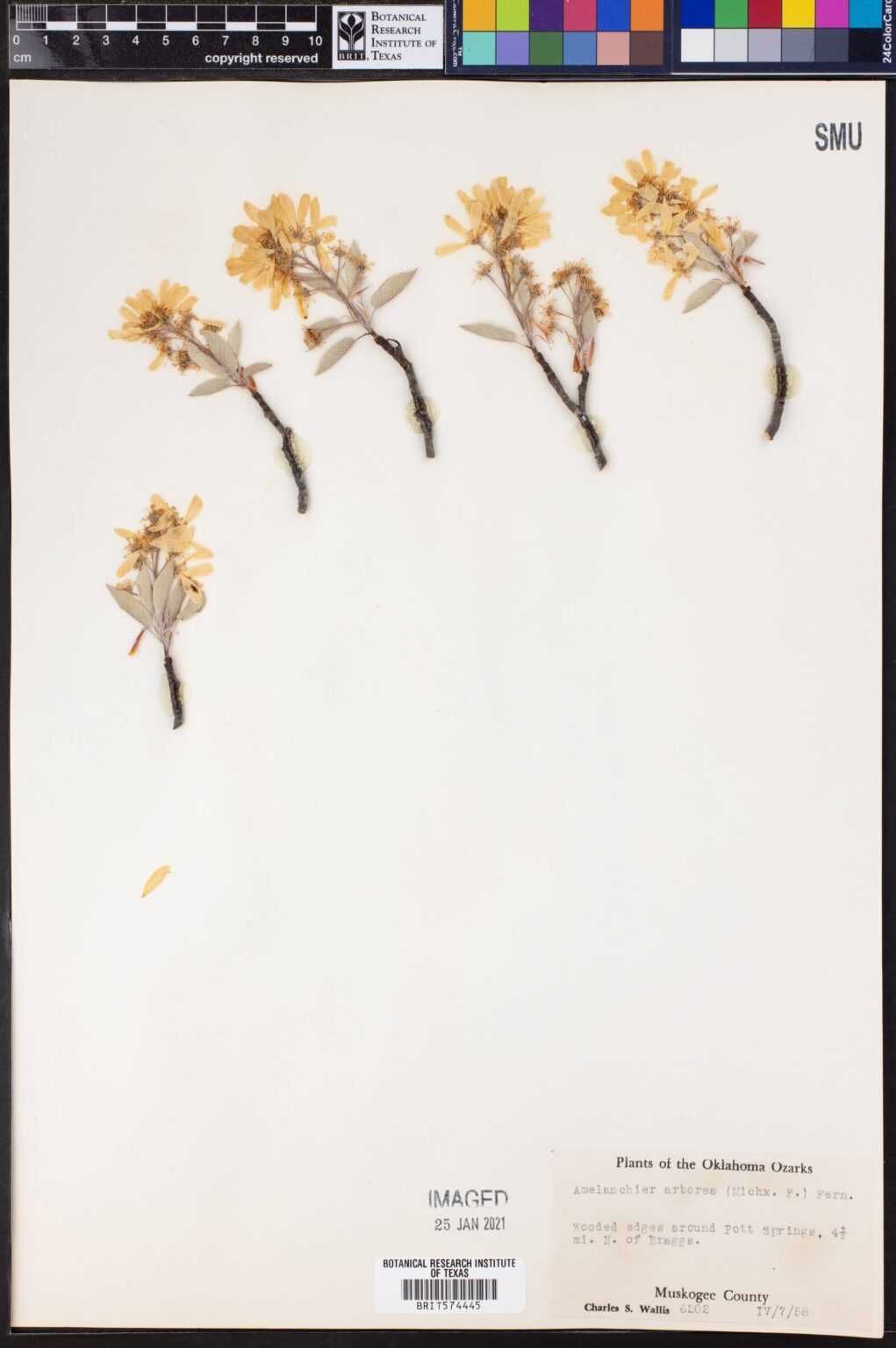 Texas Oklahoma Regional Consortia of Herbaria (TORCH) NSF TCN Project ...