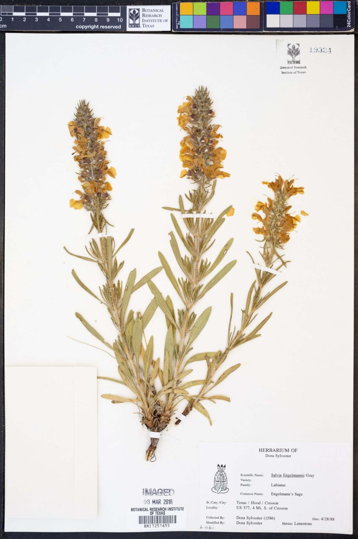 Texas Oklahoma Regional Consortia of Herbaria (TORCH) NSF TCN Project ...