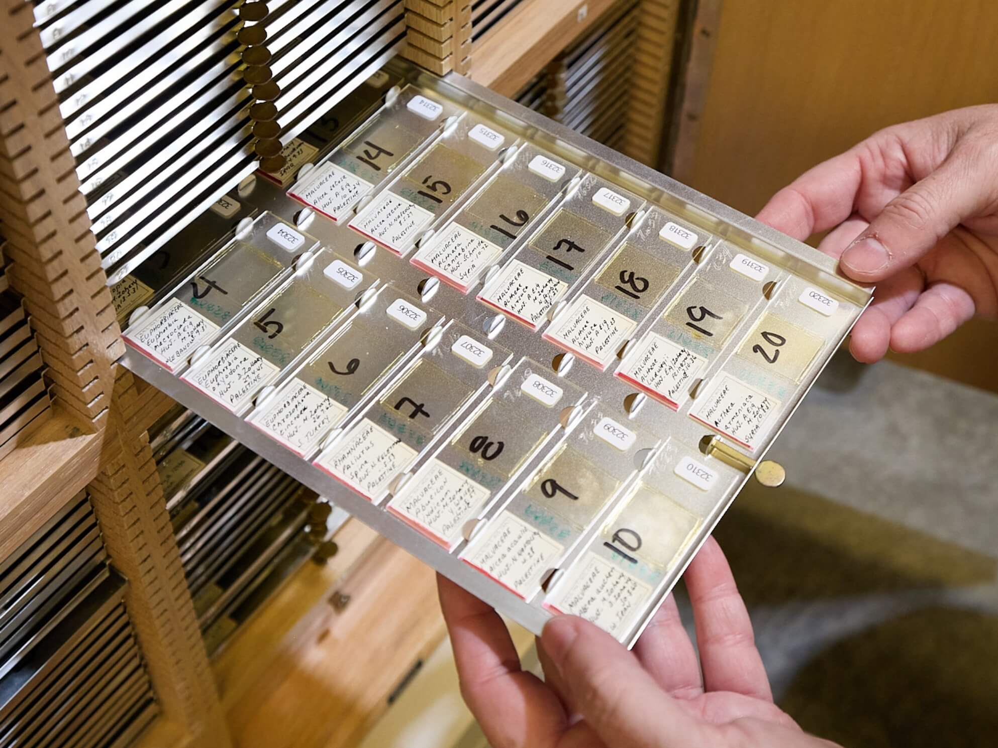 Growth of the BRIT Herbarium Collections | FWBG | BRIT Herbarium