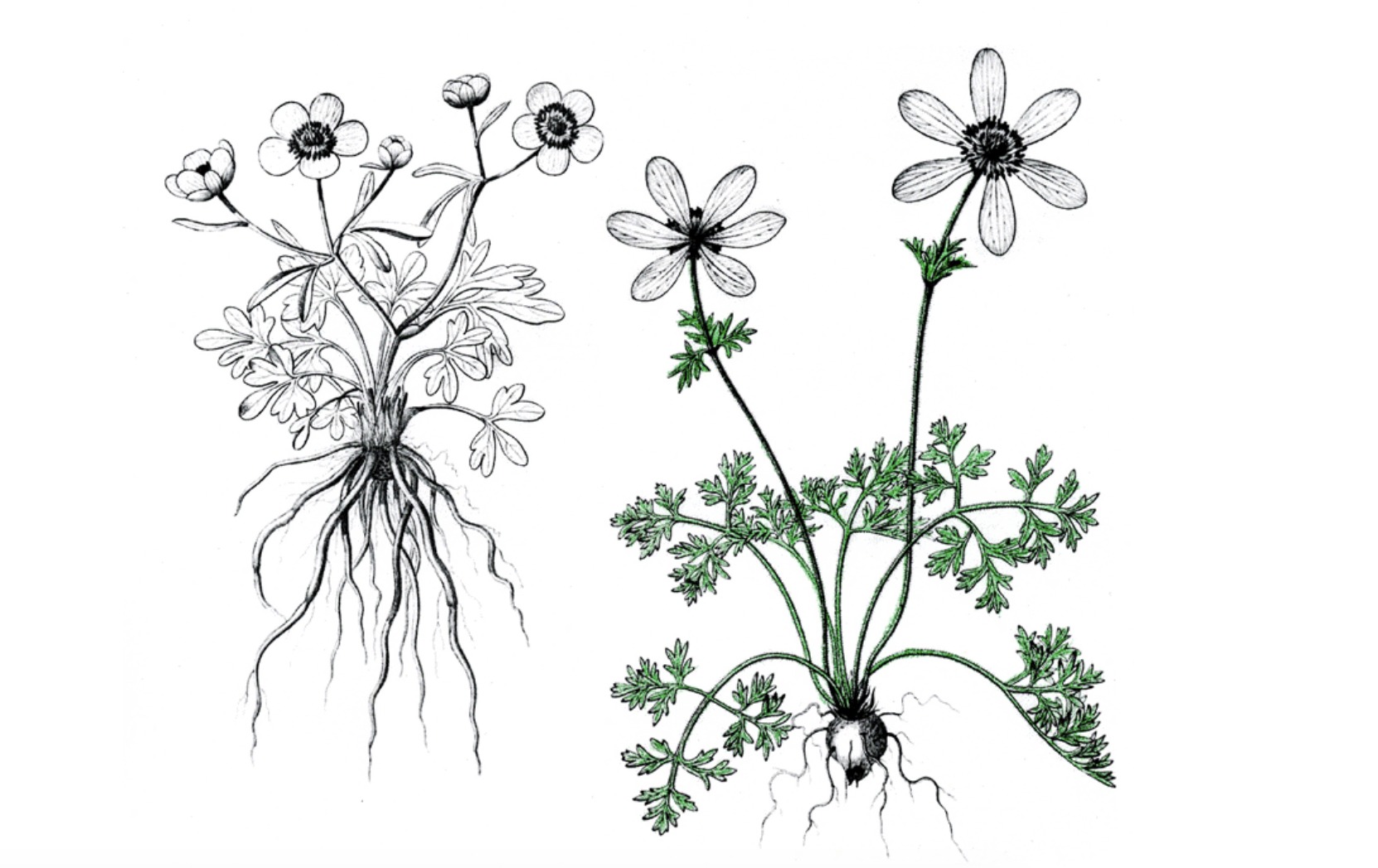 Discovery Resources | Fort Worth Botanic Garden | BRIT